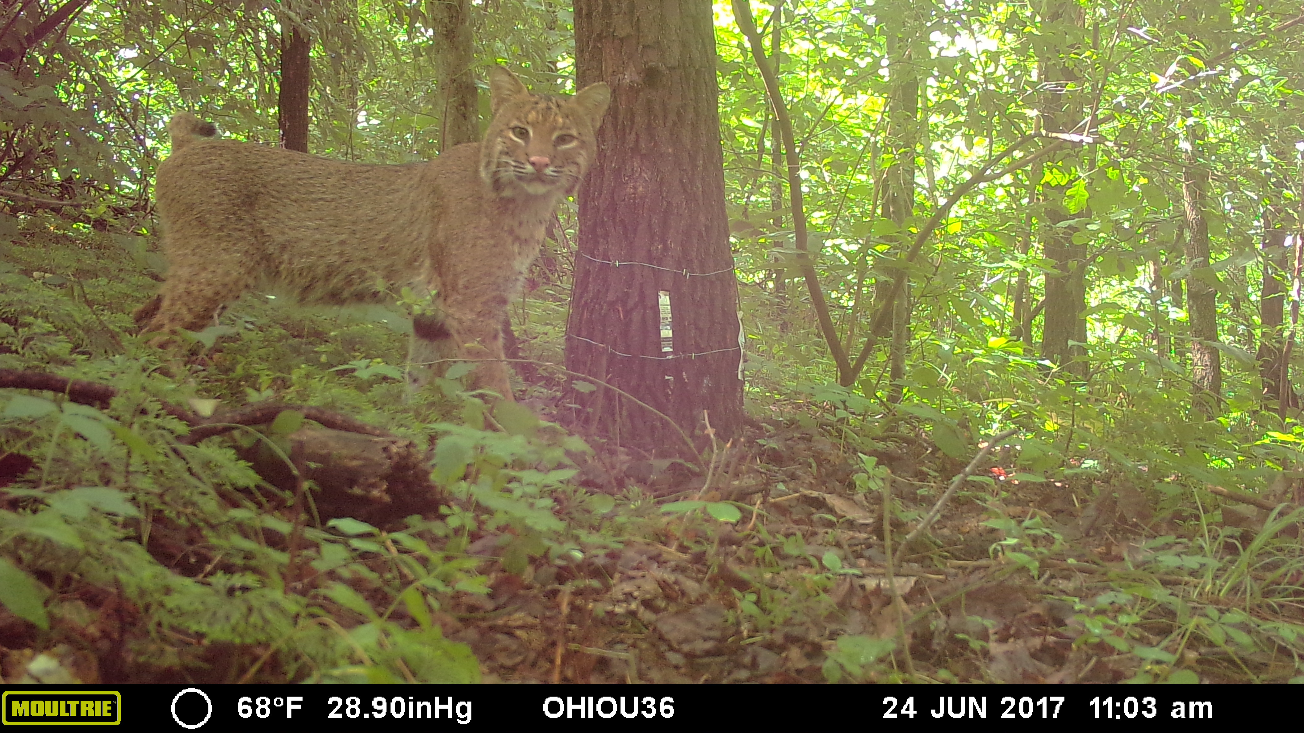 #RealBobcatsofOhio | The BEAST Lab